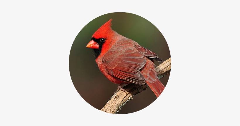 Northern Cardinal 1 - Northern Cardinal Transparent PNG - 425x374 ...