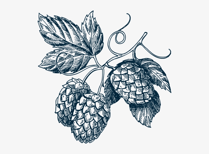 Download Hops Drawing - Plant Hops Drawing - HD Transparent PNG ...