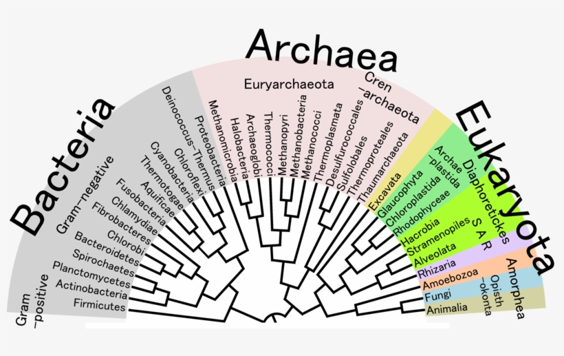 Phylogenetic Tree Of Life High Resolution