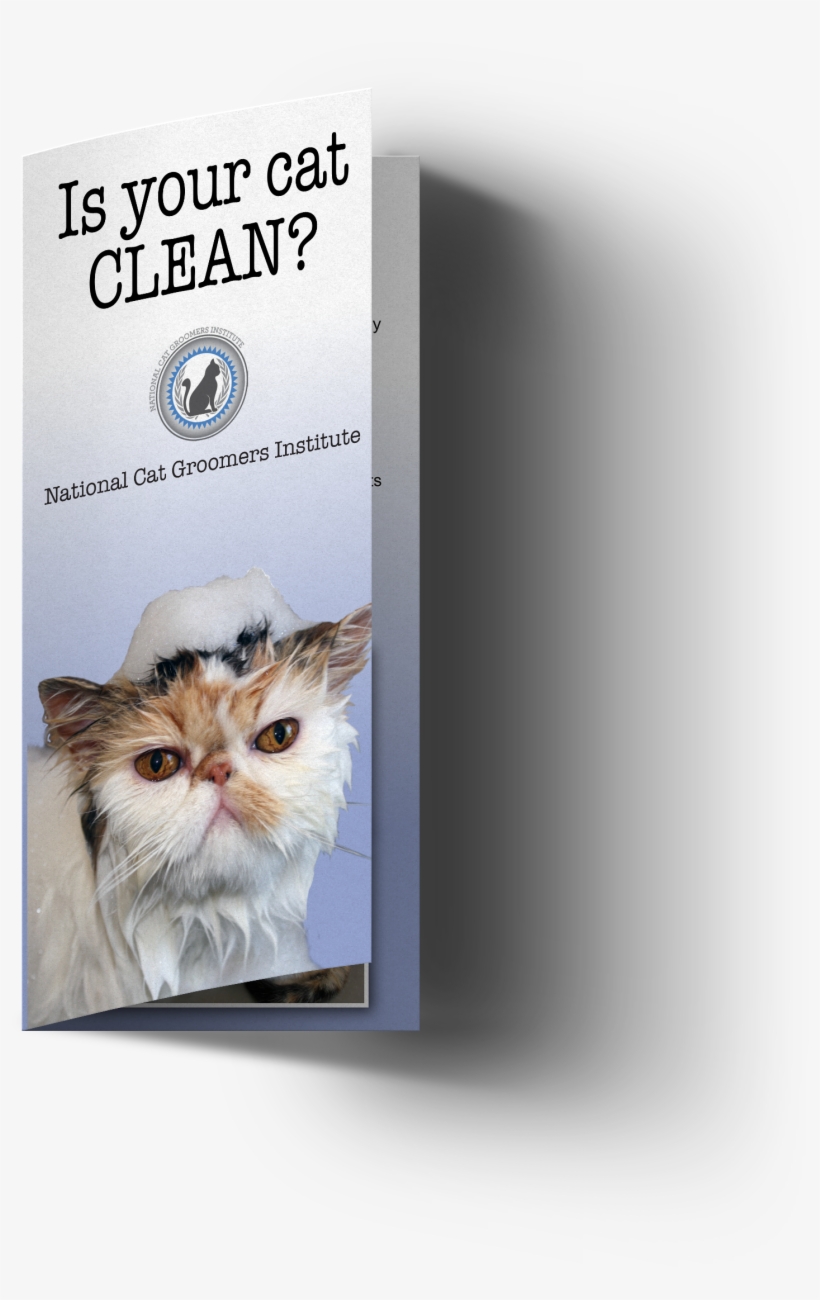 Clean Cat Customer Brochures - Cat Transparent PNG - 2123x3000 - Free ...
