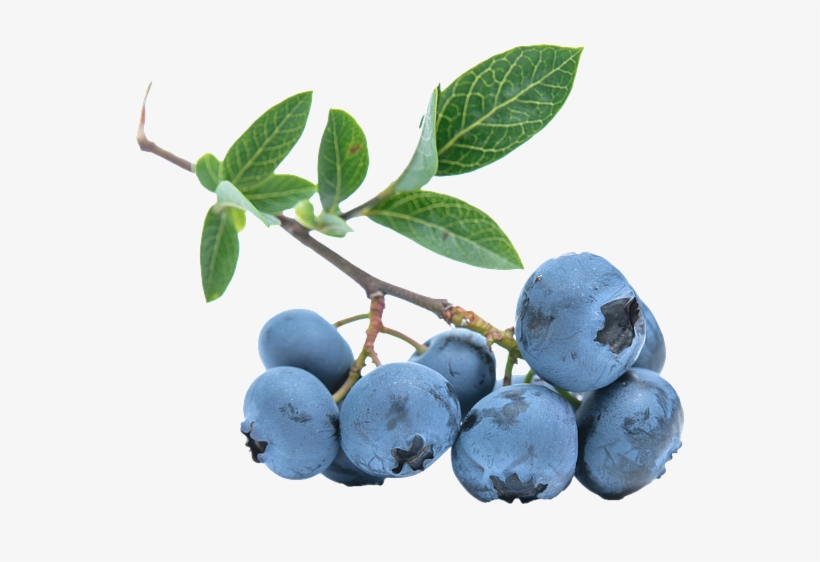 Blueberries Png - Blueberry No Background Png Transparent PNG - 960x640 ...
