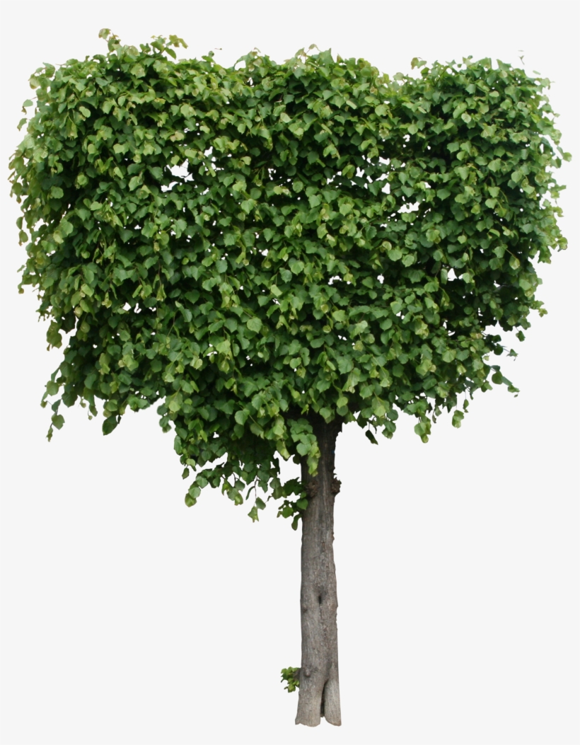 Tree Texture Png