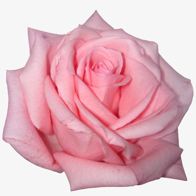 Pink Rose Png Image - Cyber Ghetto Pixel Transparent Transparent PNG ...