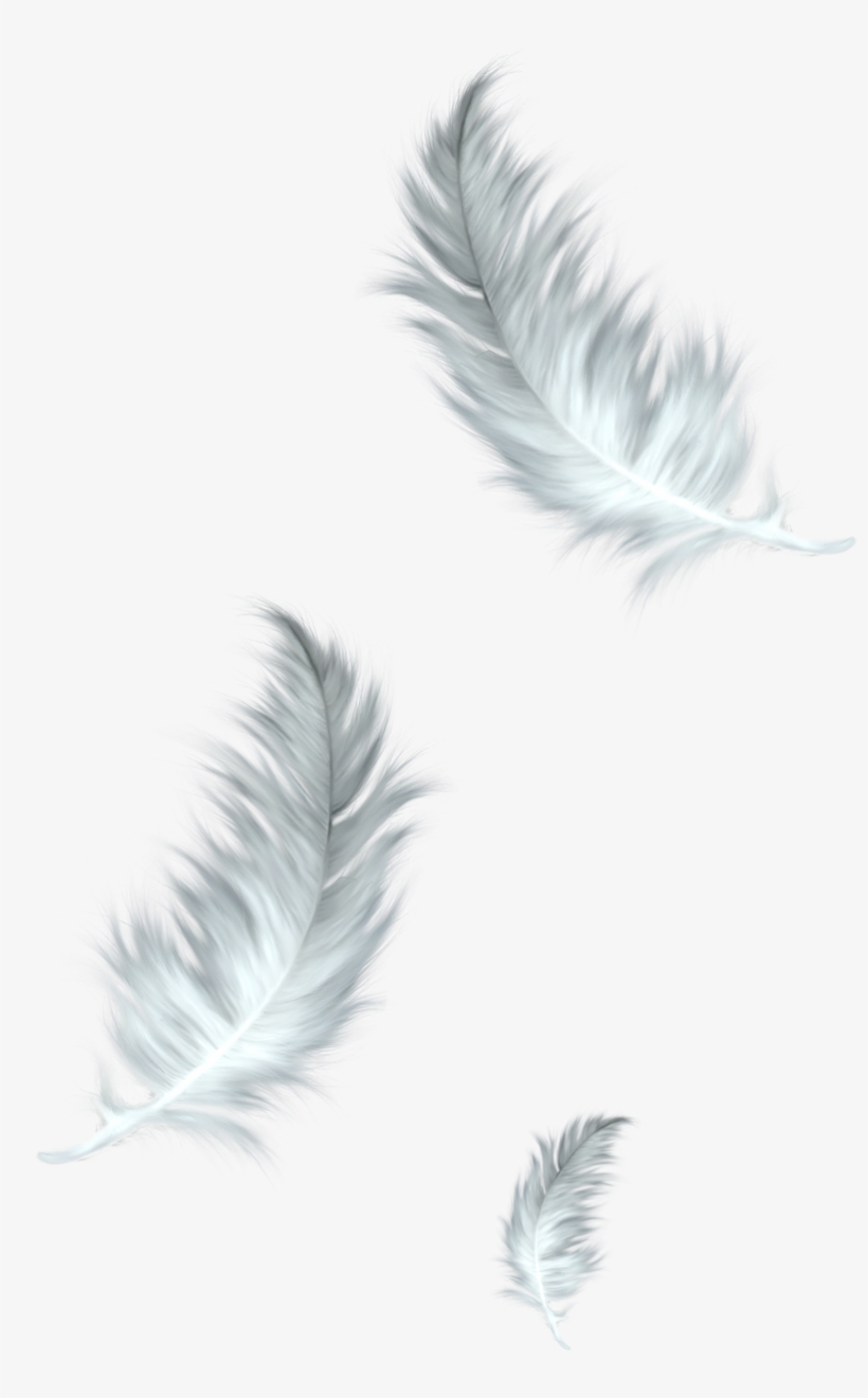 Falling Feathers - Floating Feather Transparent PNG - 1200x1500 - Free ...