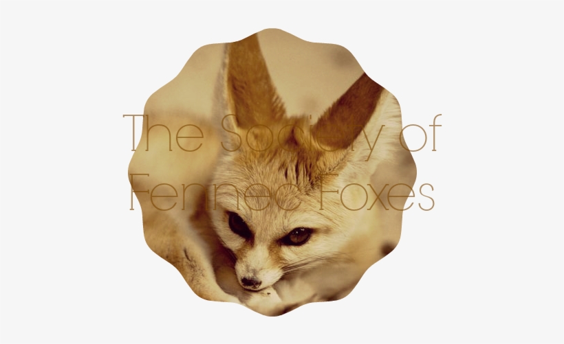 Fennec Fox Society Banner - Small Dogs That Looks Like A Fox ...