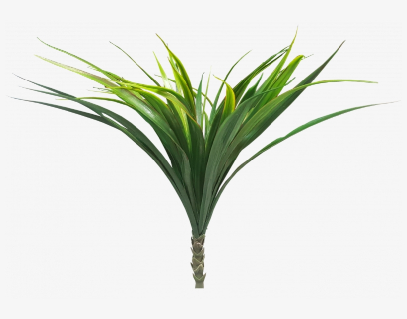 More View - Sweet Grass Transparent PNG - 800x600 - Free Download on ...