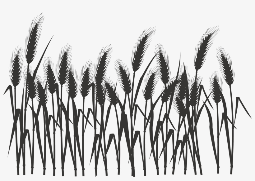 Silhouette Black And White - Wheat Field Silhouette Png Transparent PNG ...
