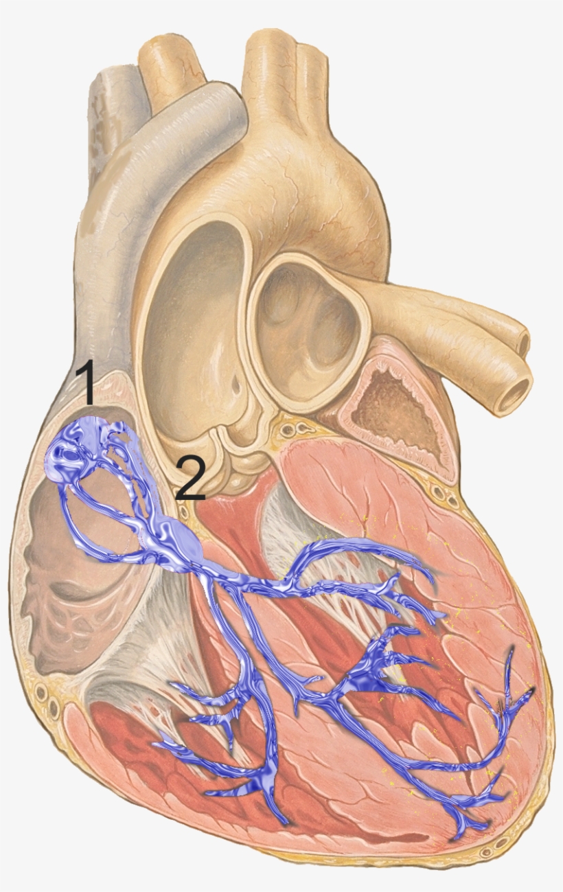 O Que é Nódulo Sinoatrial - LIBRAIN