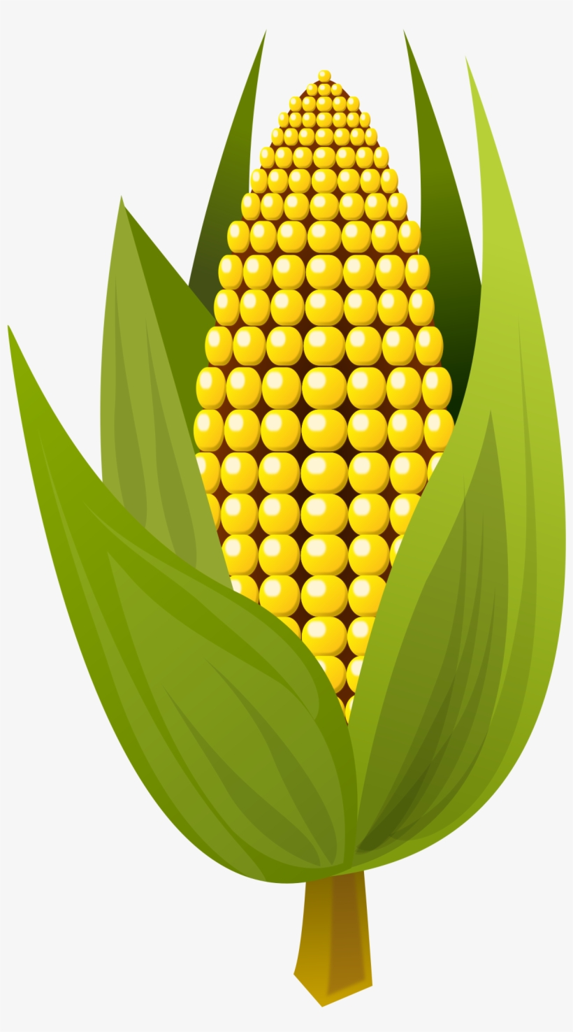 Corn Vector Clipart Image - Maize Transparent PNG - 1697x2400 - Free ...