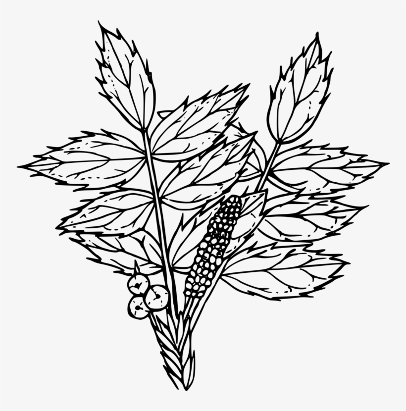 Line Art Drawing Oregon Grape Flower Visual Arts Free - Tall Oregon ...