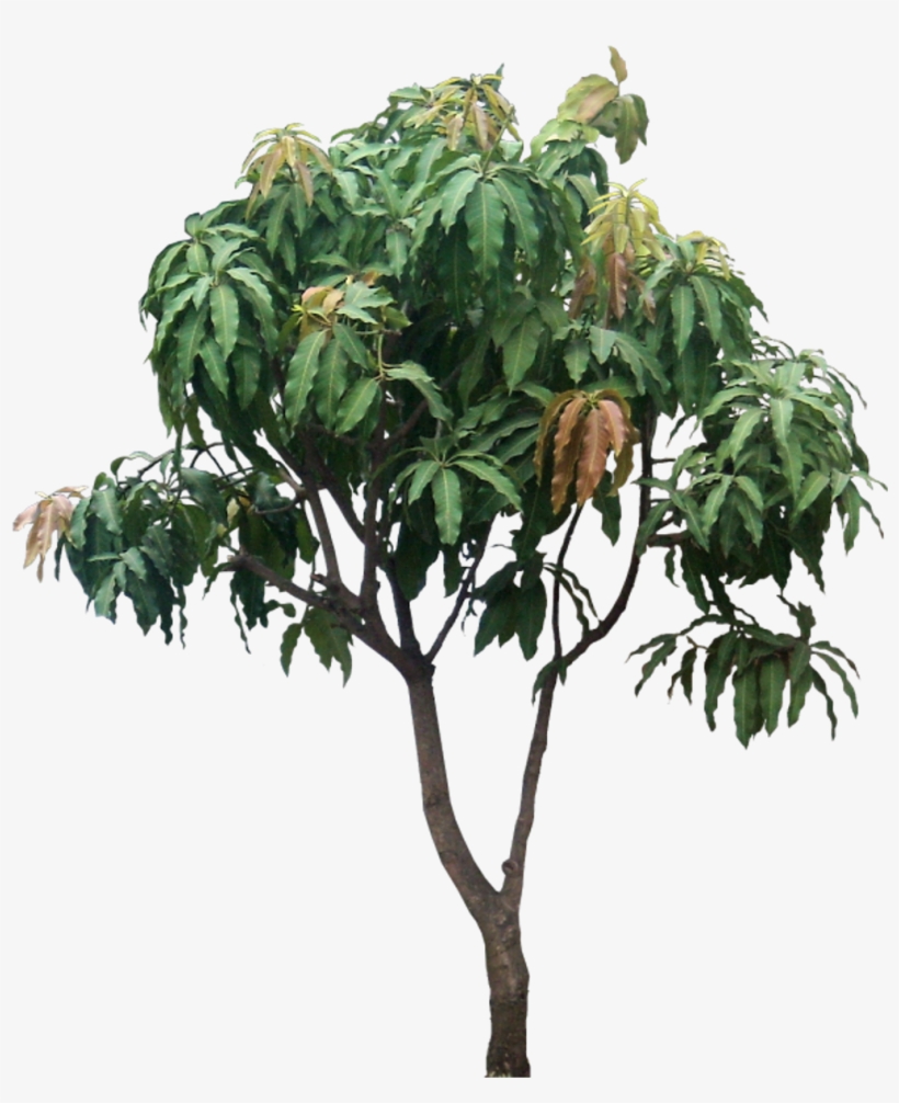 Mangifera Indica, Small Tree - Mango Tree Png Transparent PNG - 600x712 ...