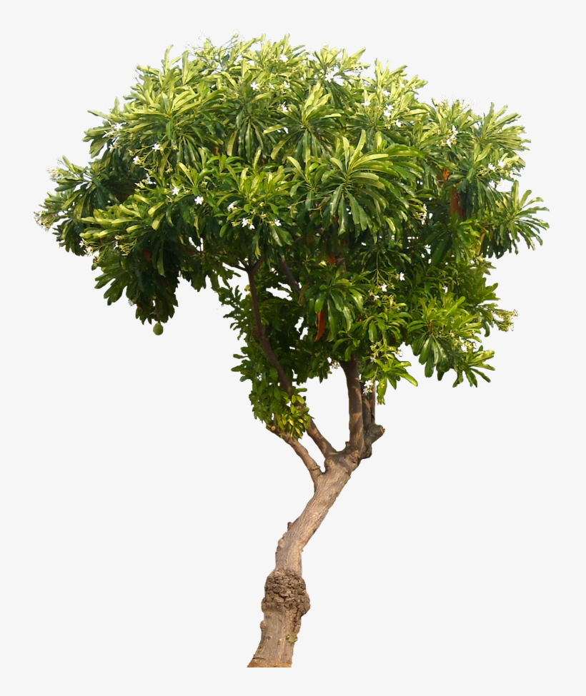 Tropical Plant Pictures Cerbera - Mango Tree No Background Transparent ...