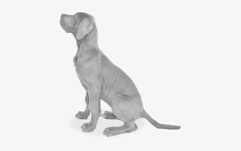 Dog Sitting - Grey Dog Transparent PNG - 452x460 - Free Download on NicePNG
