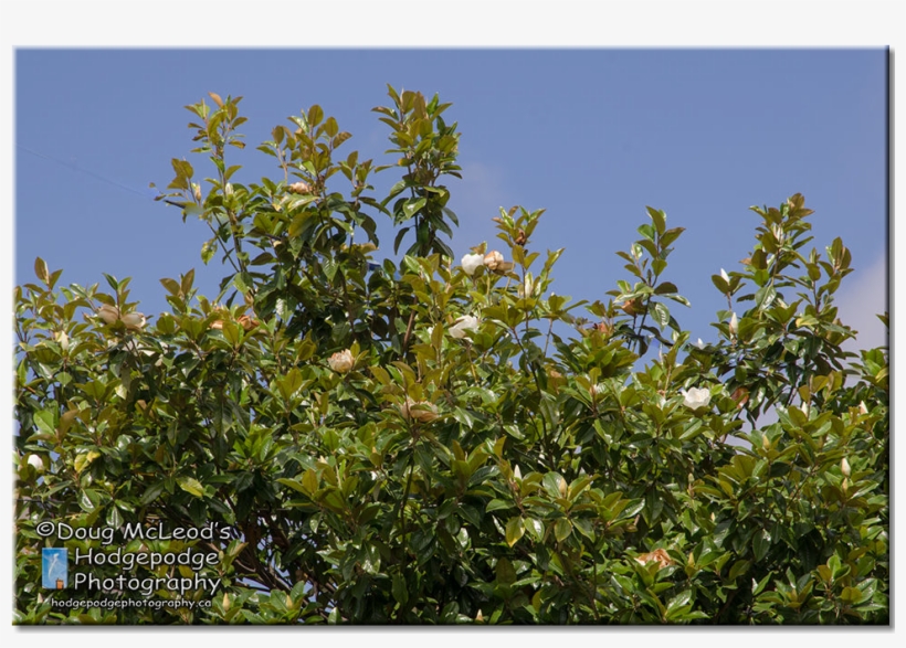 Canada Victoria Variety Grandiflora Magnolia Tree - Plantation ...