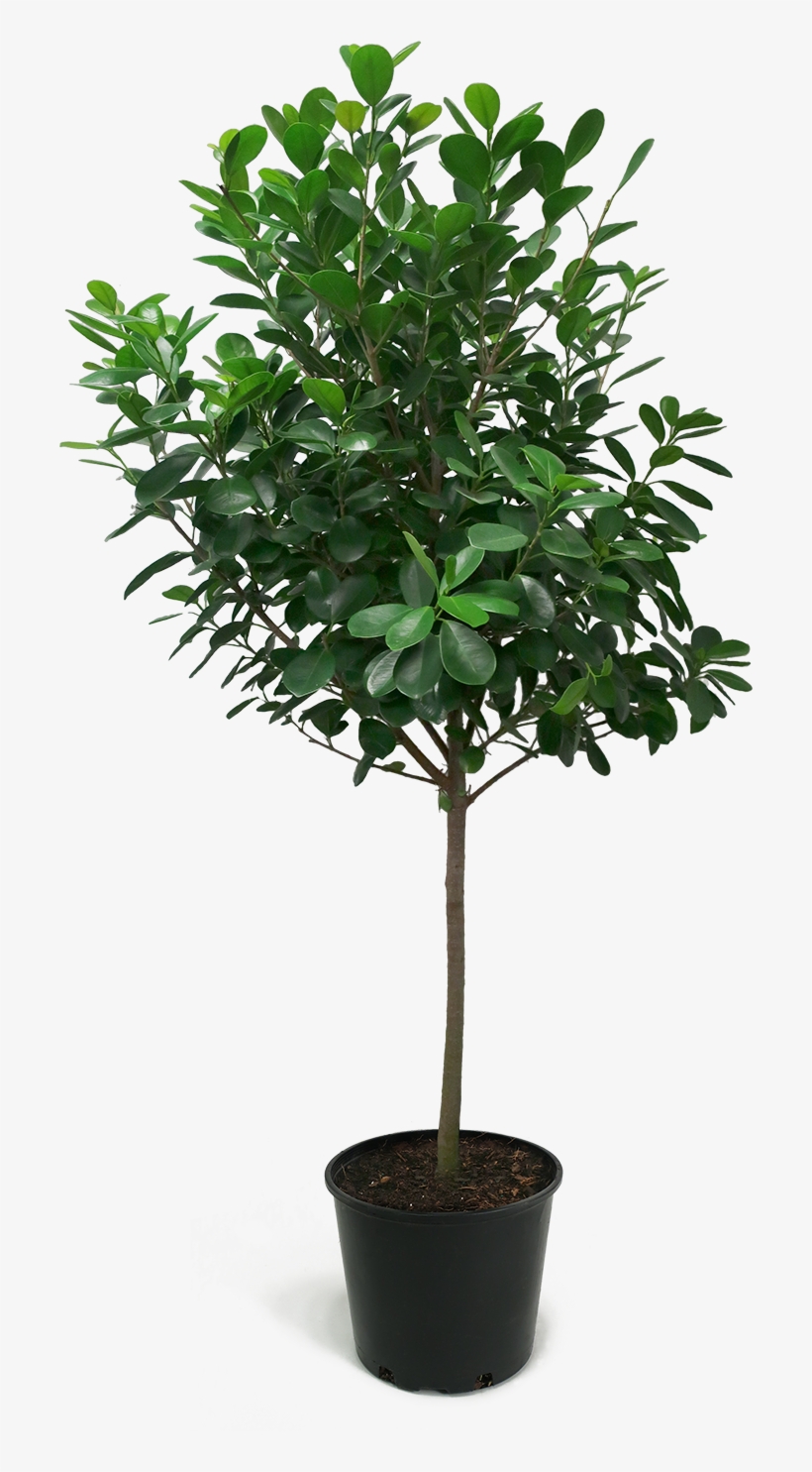 Ficus Moclame Large - Fig Trees Transparent PNG - 700x1445 - Free ...