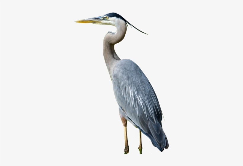 Blue Heron Png - Great Blue Heron Clipart Transparent PNG - 400x488 ...