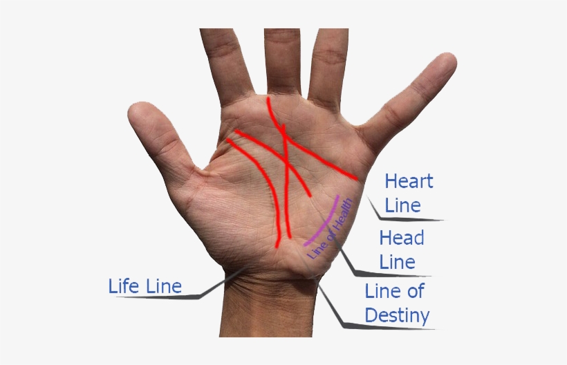 They Are Line Of Heart, Line Of Destiny, Line Of Head - Can You Get ...