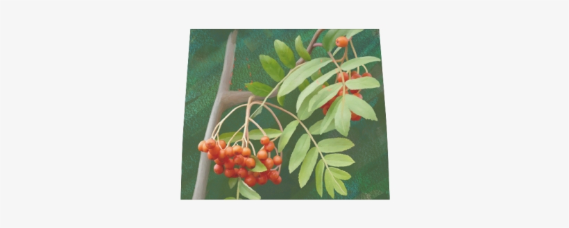 Watercolor Rowan Tree - Rowan Transparent PNG - 500x500 - Free Download ...