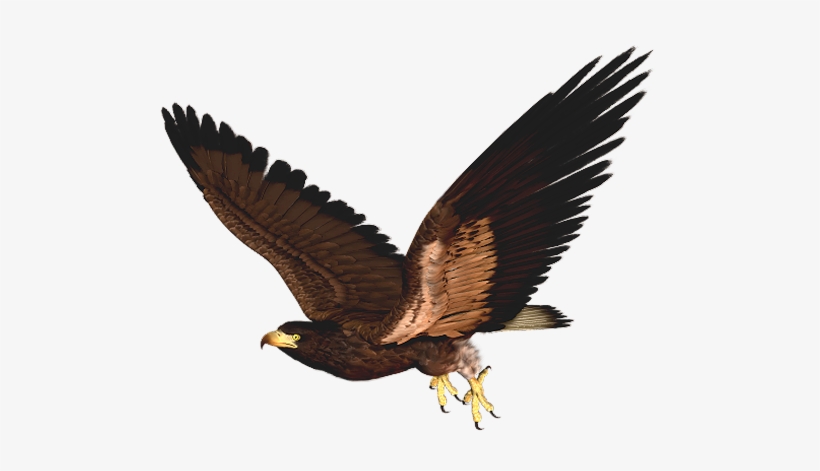 Hawk Png Clipart Picture - Hawk Clip Art Transparent PNG - 505x398 ...