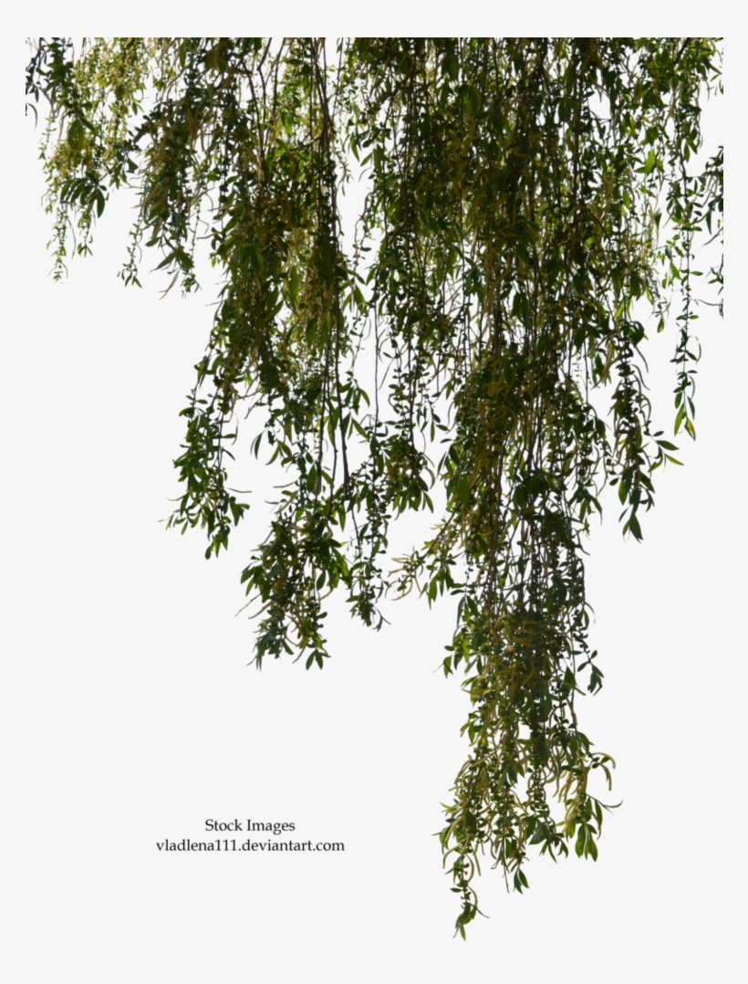 Willow Branch Png - Willow Tree Branches Png Transparent PNG - 765x1044 ...