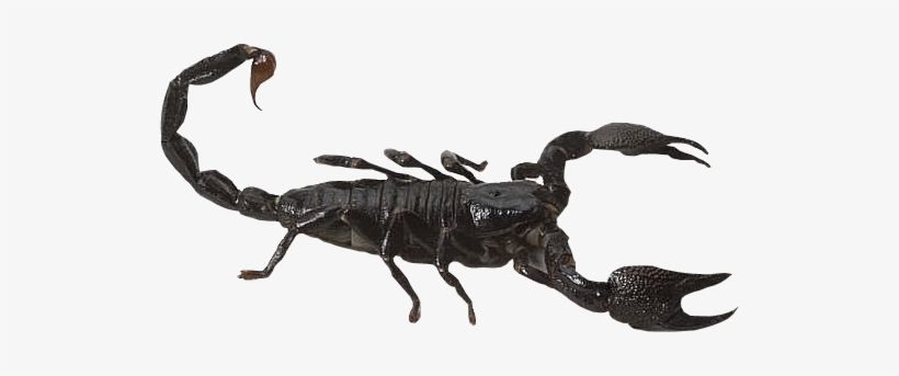 Scorpion Png - Scorpion Transparent Background Transparent PNG ...