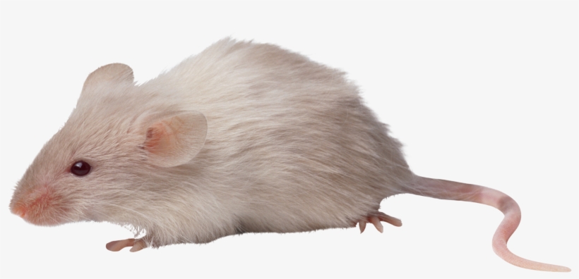 Download - Mouse Transparent Background Transparent PNG - 3186x1384 ...