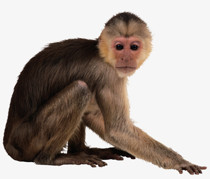 Download Monkey Png - HD Transparent PNG - NicePNG.com