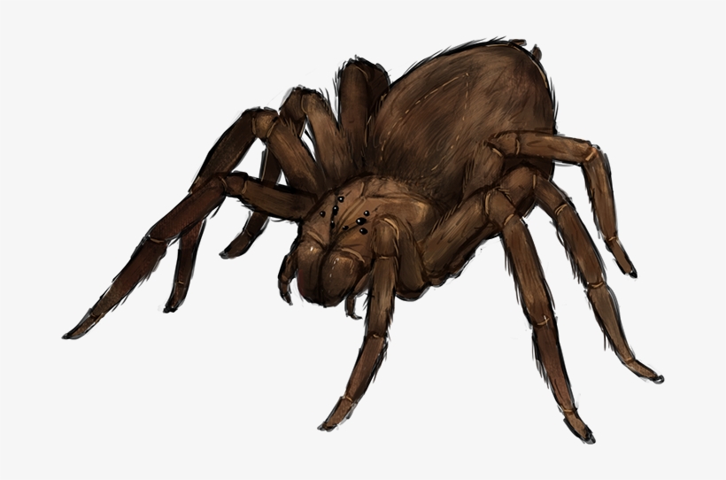 Spider Transparent Giant - Giant Spider Png Transparent PNG - 682x462 ...