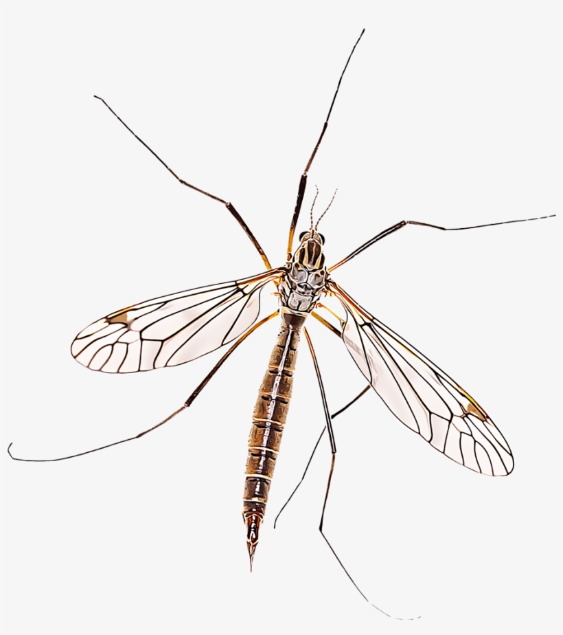 Crane-fly - Crane Fly Transparent PNG - 1000x1000 - Free Download on ...