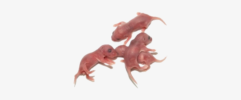 Mice - Pink Mice For Snakes Transparent PNG - 500x500 - Free Download ...
