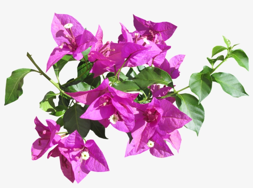 Flower, Tropical, Summer, Garden - Tropical Summer Flower Transparent ...