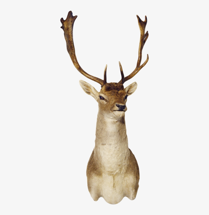3370m Fallow Deer Shoulder Mount - Fallow Deer Transparent PNG ...