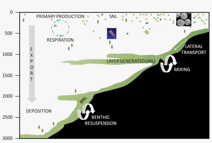 Schematic Of General Nepheloid Layer Formation - Nepheloid Layer ...