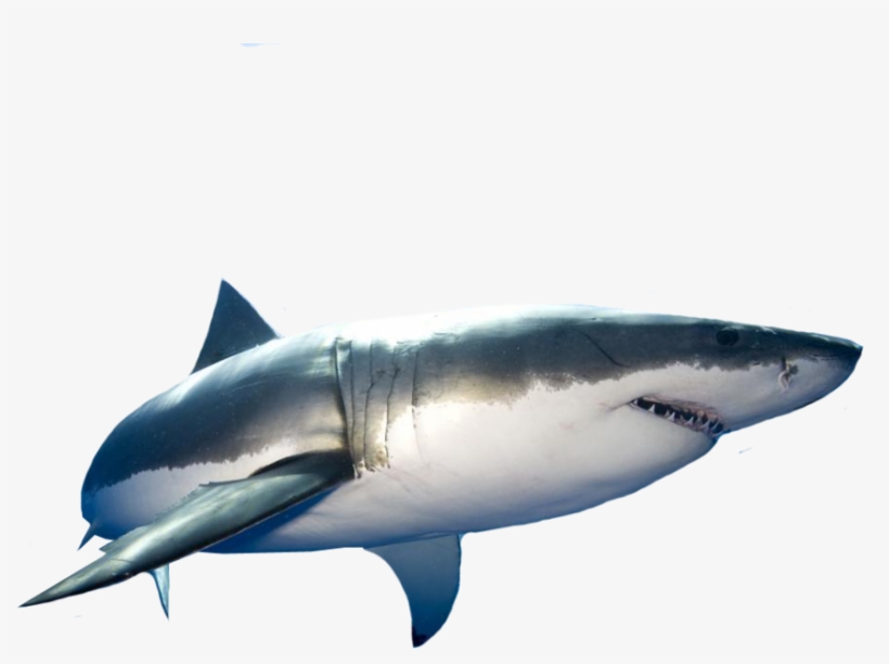 Share This Image - Great White Shark Png Transparent PNG - 860x600 ...