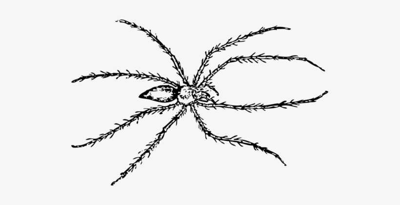 Spider Drawing Line Art Tarantula - Line Drawing Of A Spider ...