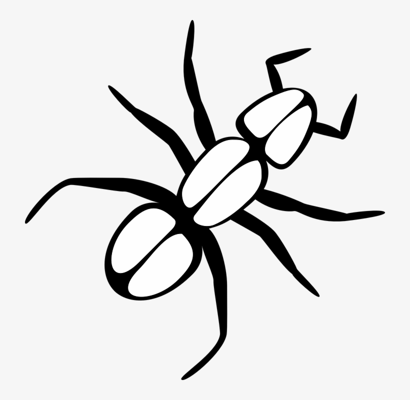 Outline Of An Ant Transparent PNG - 720x720 - Free Download on NicePNG