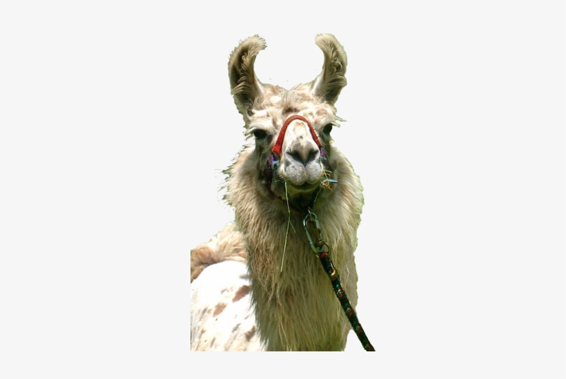 For Llama Trekking Reservations, - Llama Transparent PNG - 274x476 ...