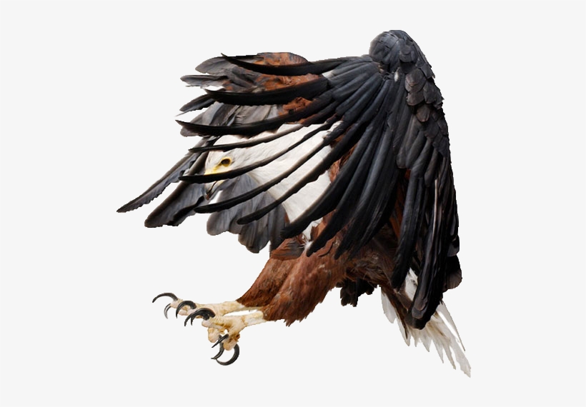 African Fish Eagle Art Transparent PNG - 500x490 - Free Download on NicePNG