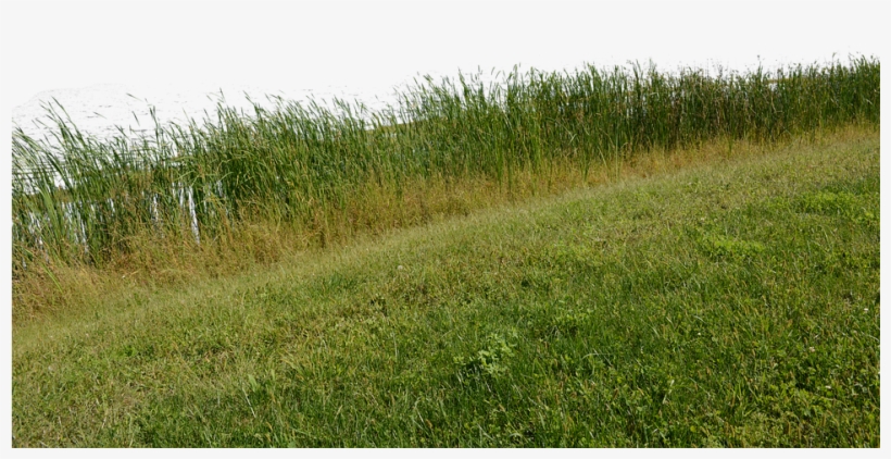 Download Grass, Grass No Background, Nature, Green, Plant - Lawn - HD ...