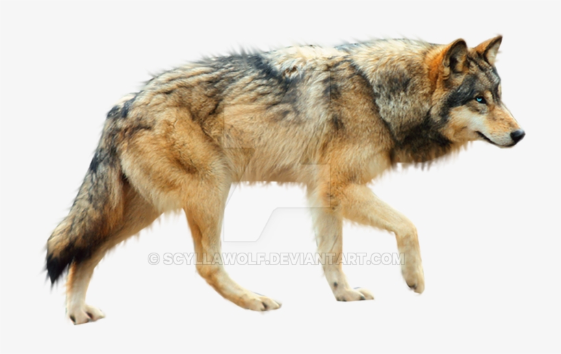 Howling Wolf Silhouette Png Transparent Clip Art Image - Animales Fondo ...