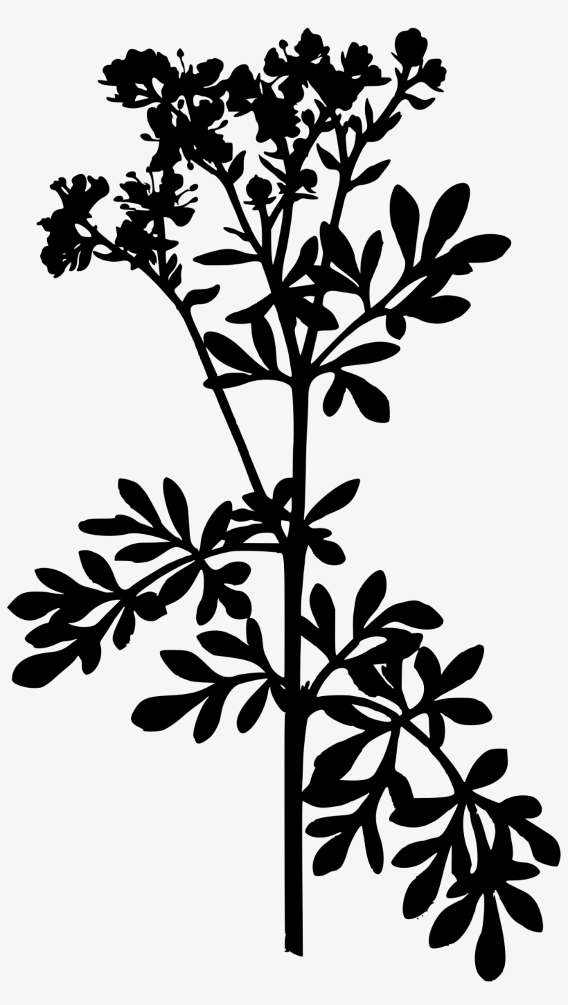 This Free Icons Png Design Of Common Rue Transparent PNG - 1394x2400 ...