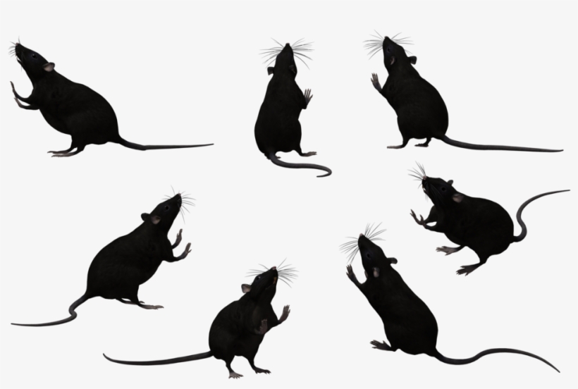 Rat Silhouette Png Png Royalty Free - Rats Black And White Transparent ...