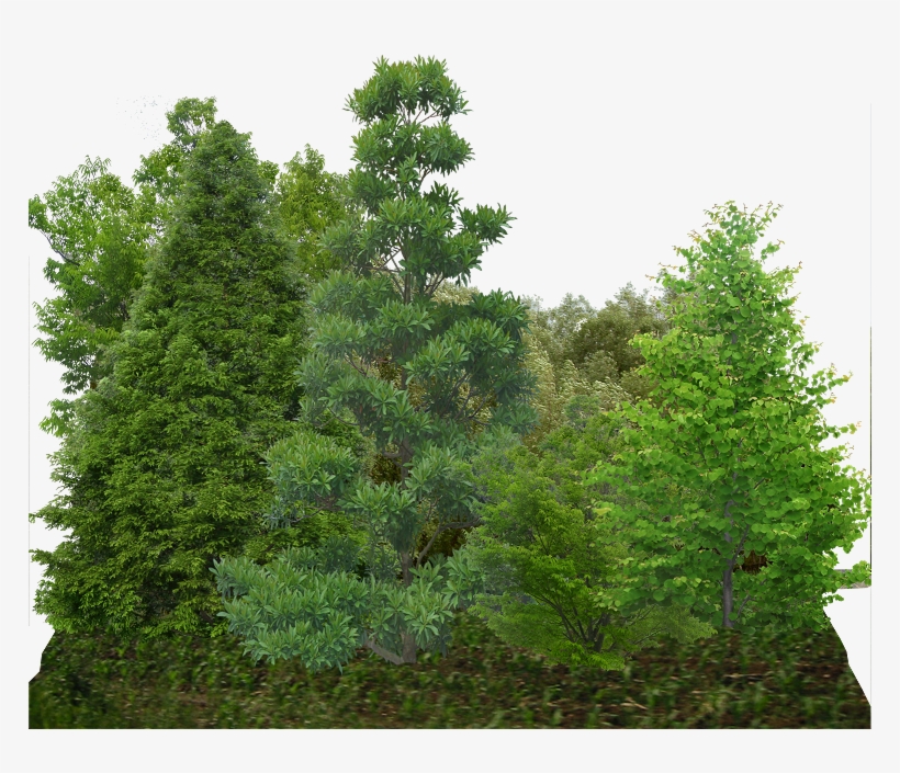 Tree Line - Shortleaf Black Spruce Transparent PNG - 768x625 - Free ...