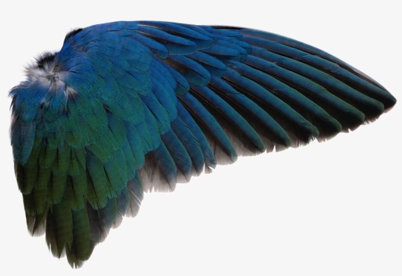 Wings Png, Colorful Birds, Animal Drawings, Bird Wings Transparent PNG ...