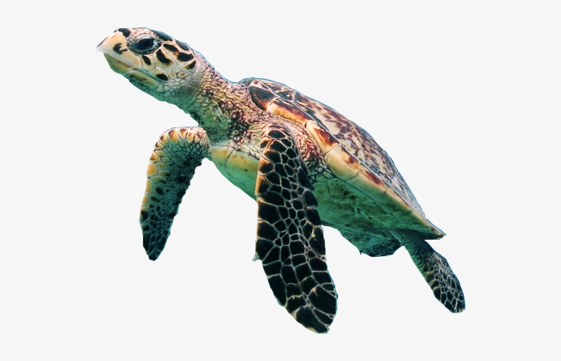Download Turtle Png Transparent Picture - Sea Turtle Transparent ...