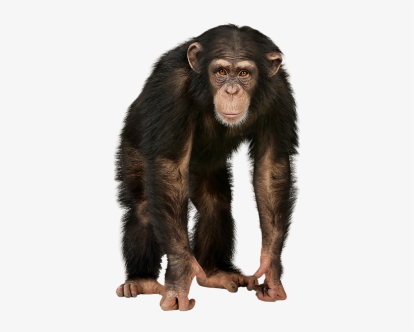 Download Chimp On White Background - HD Transparent PNG - NicePNG.com