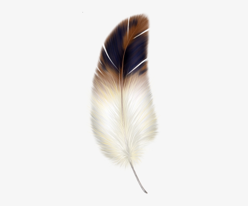 Brown Y La Pluma Blanca Clipart More Feather - Brown And White Feather ...
