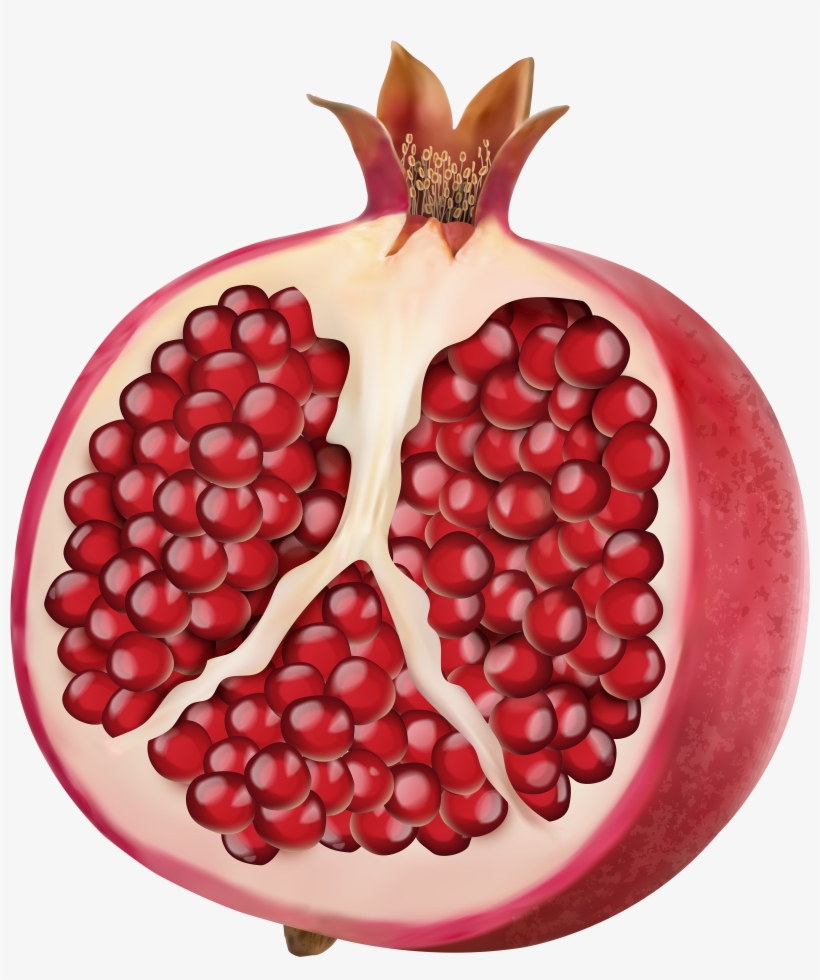Pomegranate Vector Transparent PNG - 4442x5000 - Free Download on NicePNG