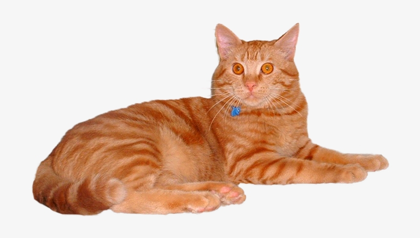 Feline Vaccines - Orange Tabby Cat Transparent Background Transparent PNG - 712x400 - Free ...