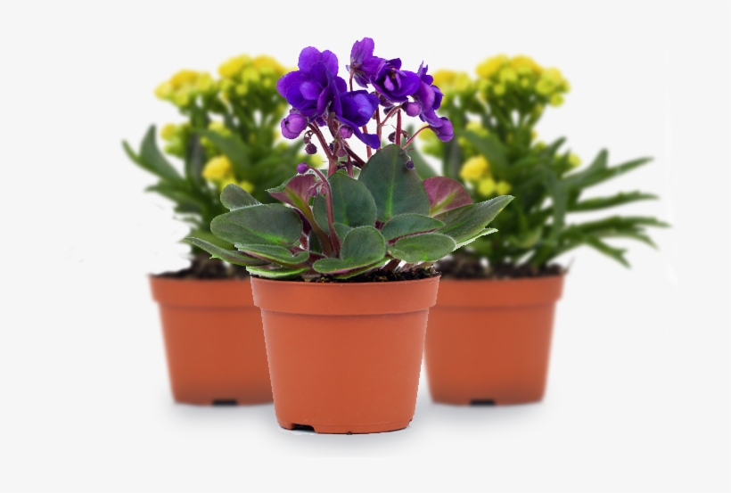 Perennial Flowers - Visual Perception Transparent PNG - 700x500 - Free ...